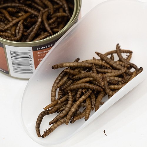 Insurance Mealworms NY-111 – wormsupplier.com